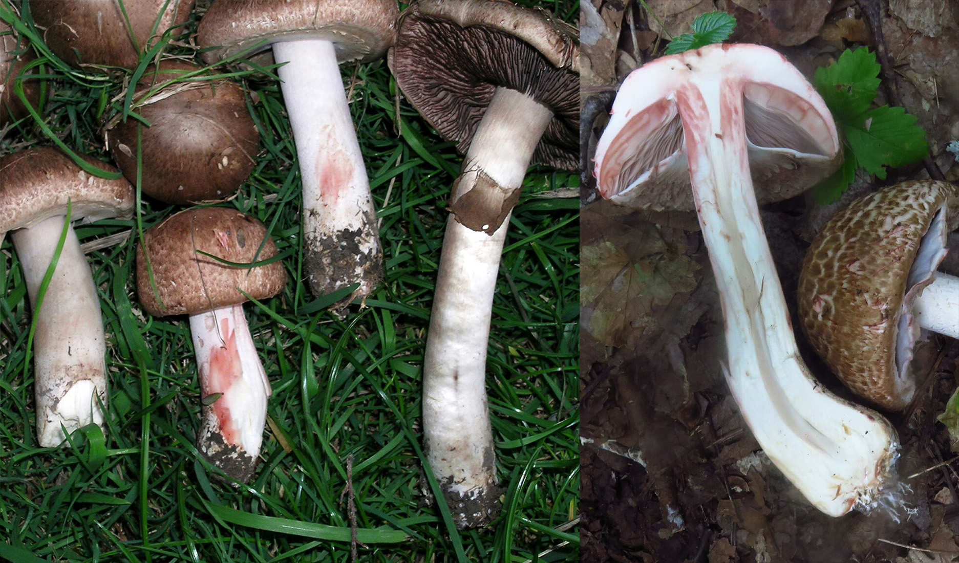agaricus silvaticus schaeff